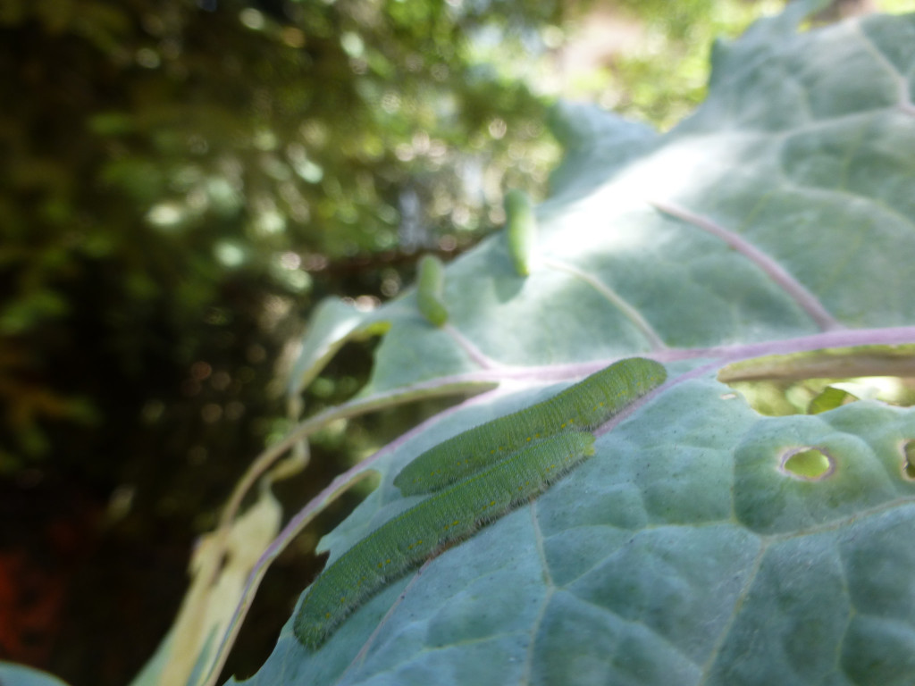 Young Urban Farmers Tip #223: Common Kale Pests - Young Urban Farmers
