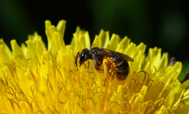 Young Urban Farmers Tip #198: Native Bees in Ontario - Young Urban Farmers
