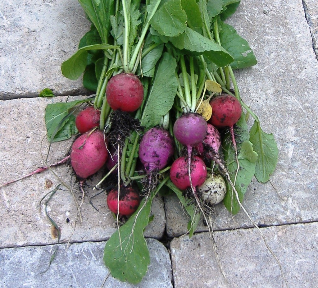 Young Urban Farmers Tip #162: Indicator Crops - Young Urban Farmers